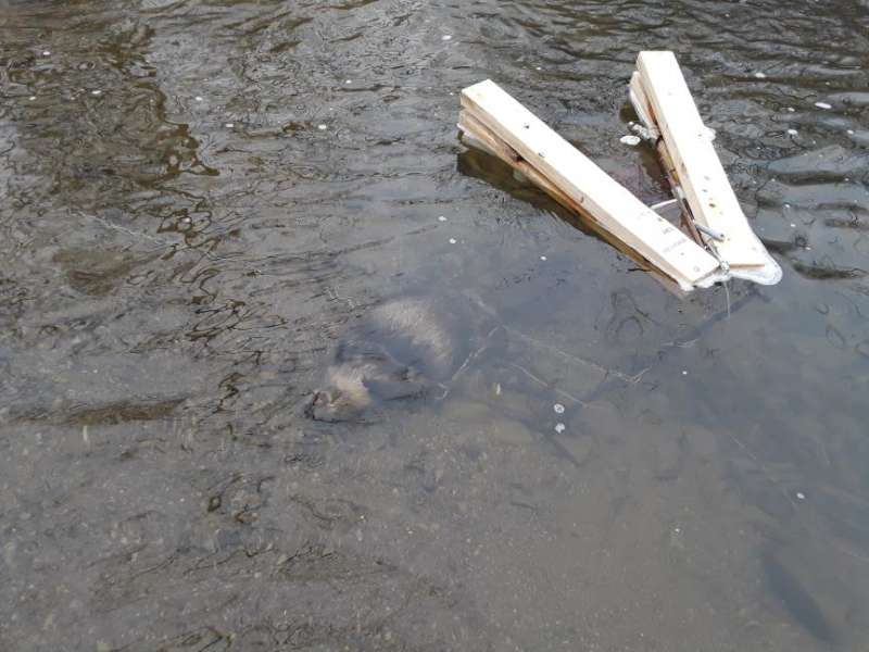 Beaver trapping question - Trapperman Forums