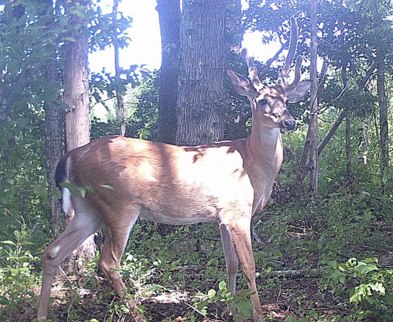 Any cam pictures of your targeted bucks yet - Trapperman Forums