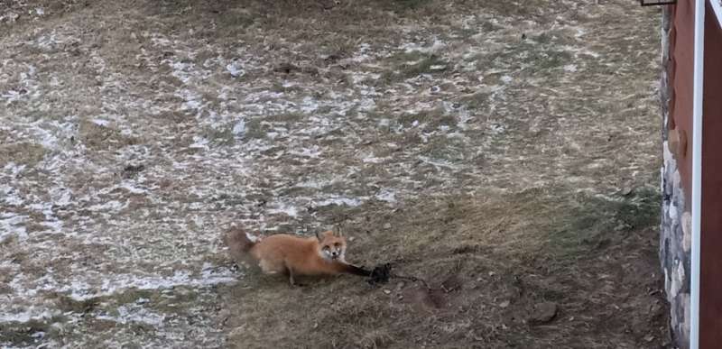 fox was snooping - Trapperman Forums