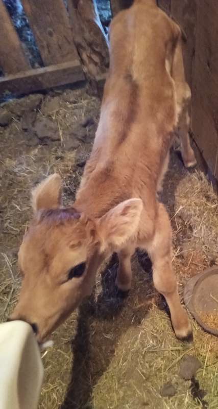 New one, - Trapperman Forums